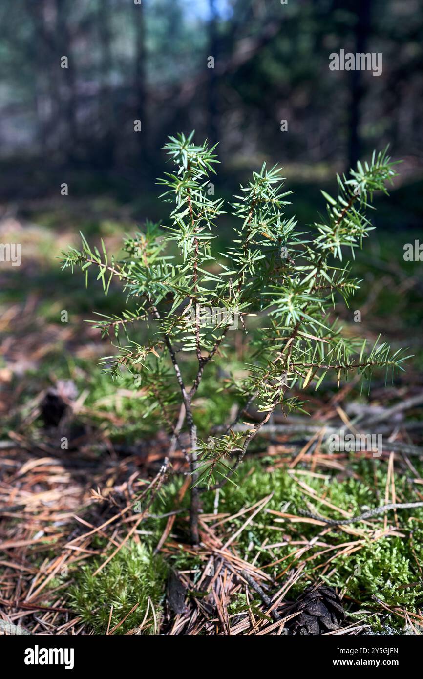 Juniperus communis, common juniper young growth or shrub in cypress ...