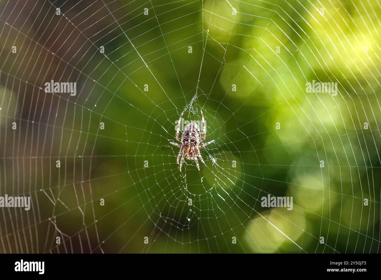 Webspinne hi-res stock photography and images - Alamy