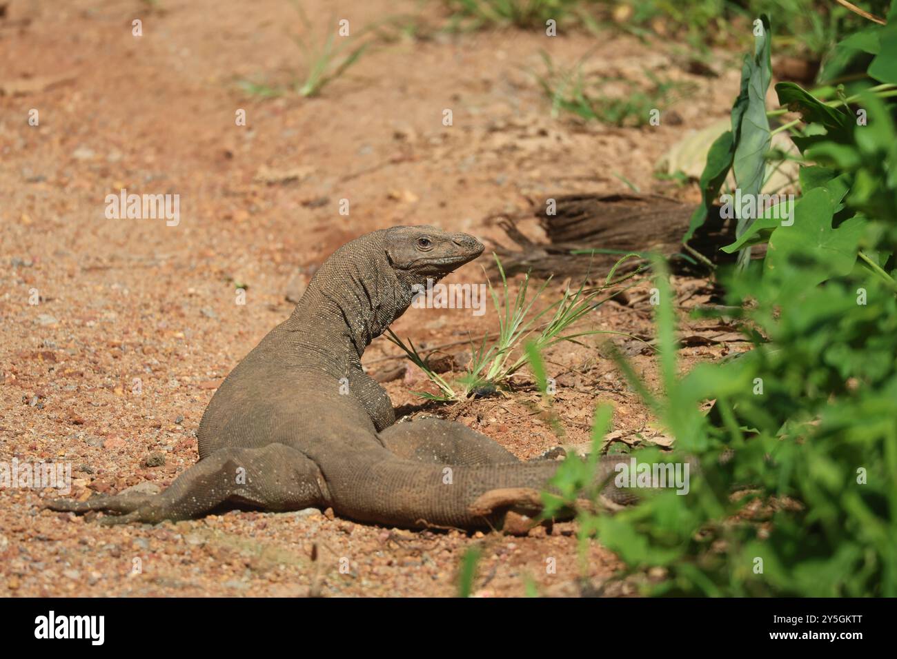 Monitor wanderer hi-res stock photography and images - Alamy
