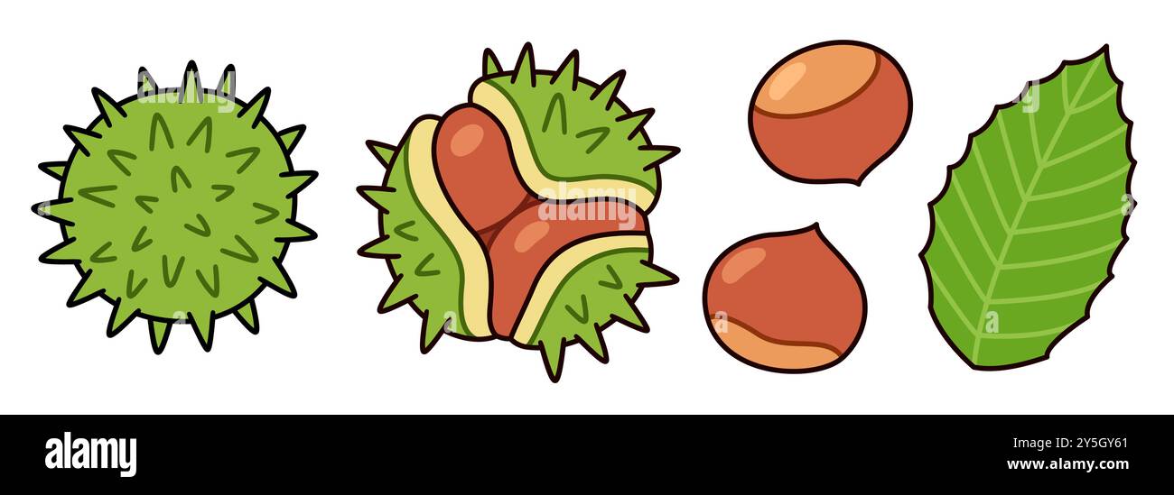 Chestnut hand drawn doodles set. Leaves, spiky shells and nuts. Cute ...