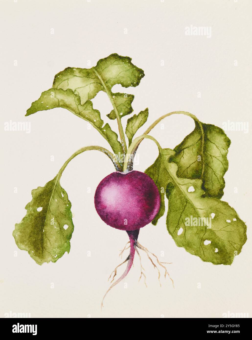 Disegno vegetale hi-res stock photography and images - Alamy