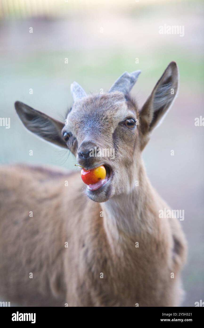Closeup sheep goats grazing hi-res stock photography and images - Alamy