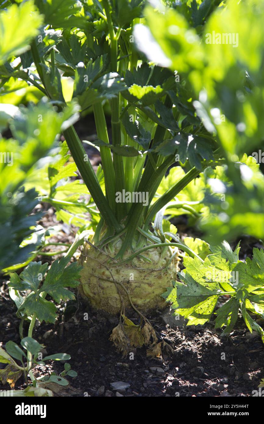 Knobbly root vegetables hi-res stock photography and images - Alamy