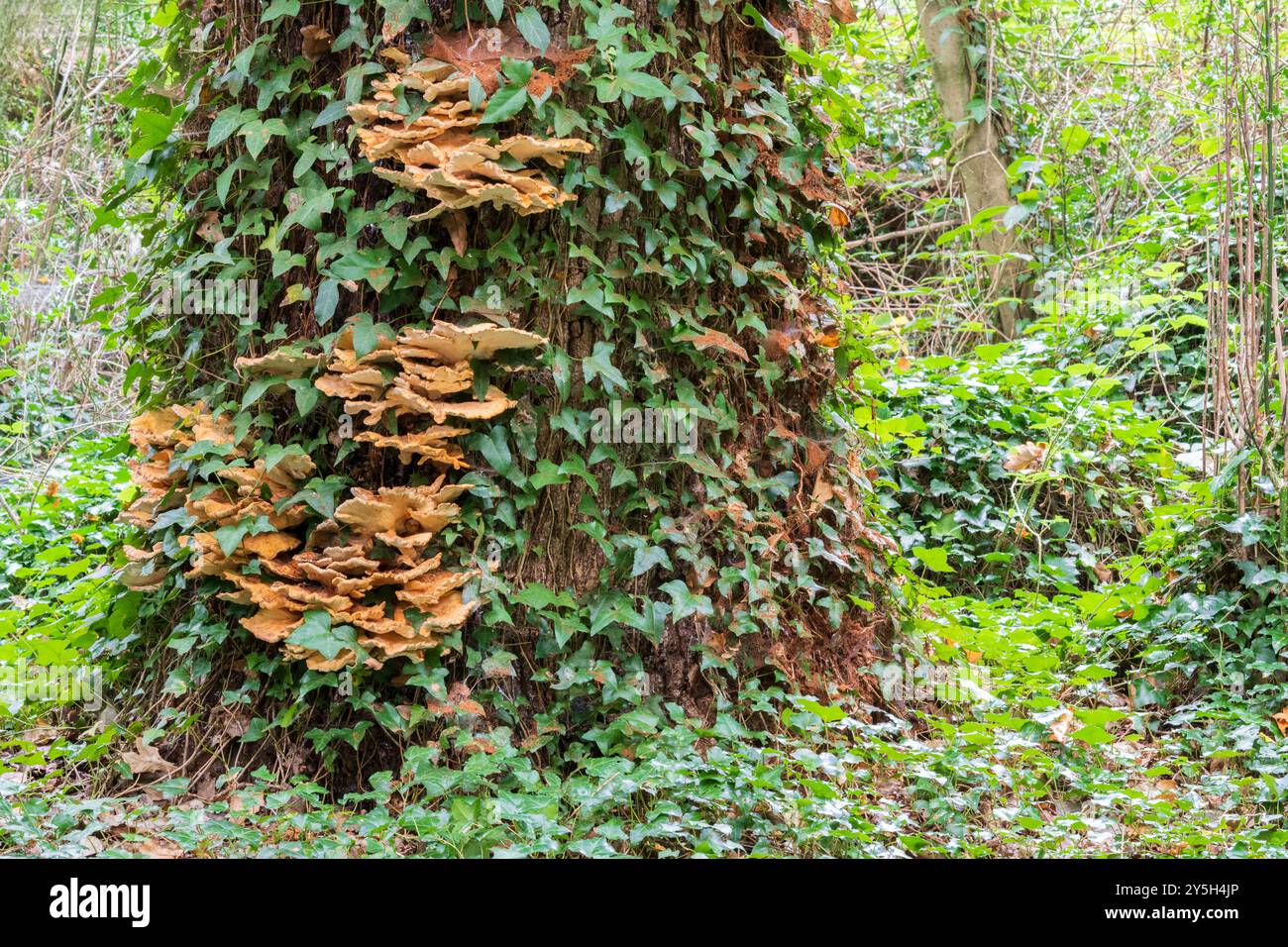 tree fungus on southampton common Stock Photo - Alamy