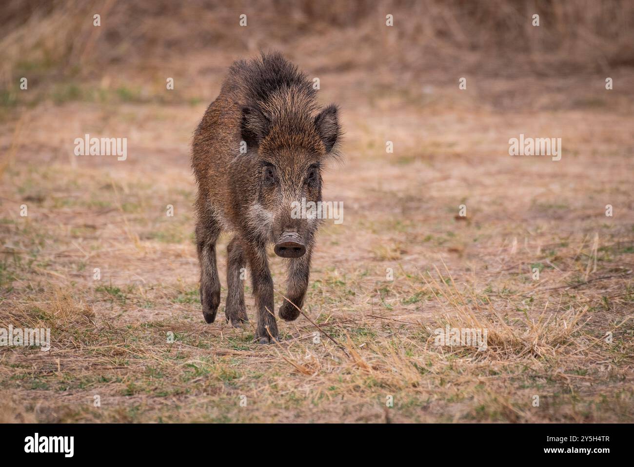 Baby wild boar walking hi-res stock photography and images - Alamy