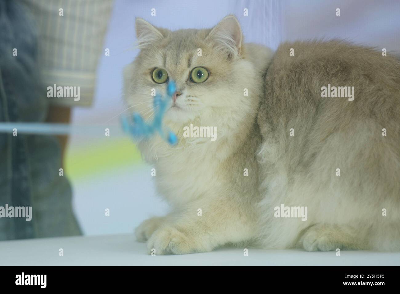 HANGZHOU, CHINA - SEPTEMBER 22, 2024 - Purebred cats compete at the ...