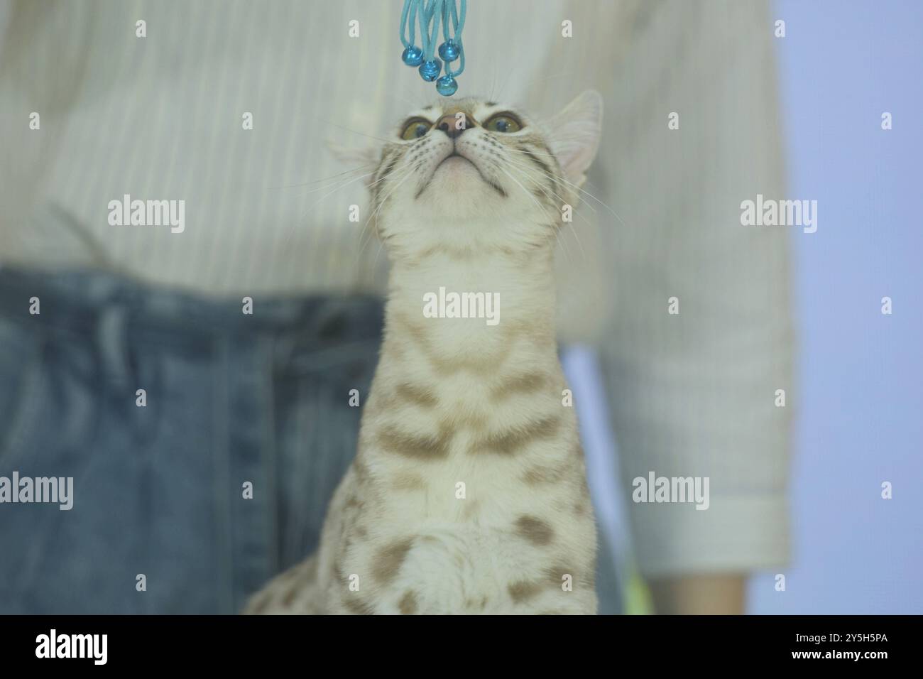 HANGZHOU, CHINA - SEPTEMBER 22, 2024 - Purebred cats compete at the ...