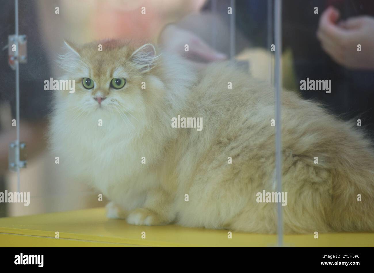 HANGZHOU, CHINA - SEPTEMBER 22, 2024 - Purebred cats compete at the ...