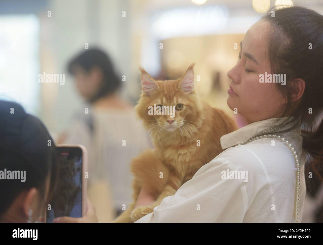 HANGZHOU, CHINA - SEPTEMBER 22, 2024 - Purebred cats compete at the ...