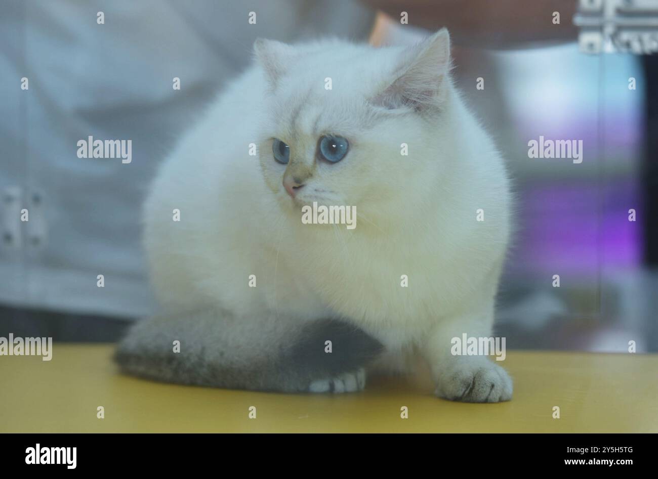 HANGZHOU, CHINA - SEPTEMBER 22, 2024 - Purebred cats compete at the ...