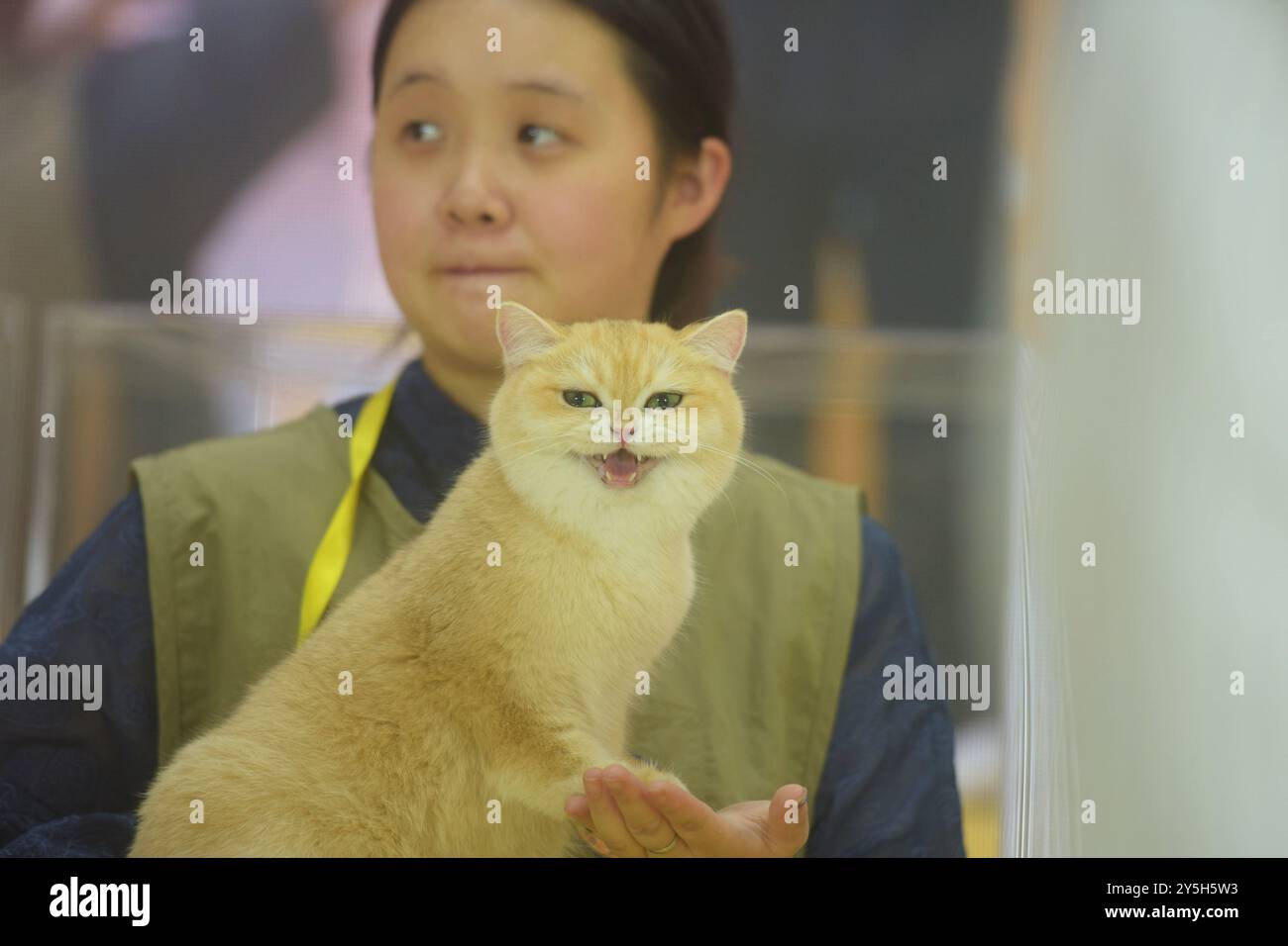 HANGZHOU, CHINA - SEPTEMBER 22, 2024 - Purebred cats compete at the ...