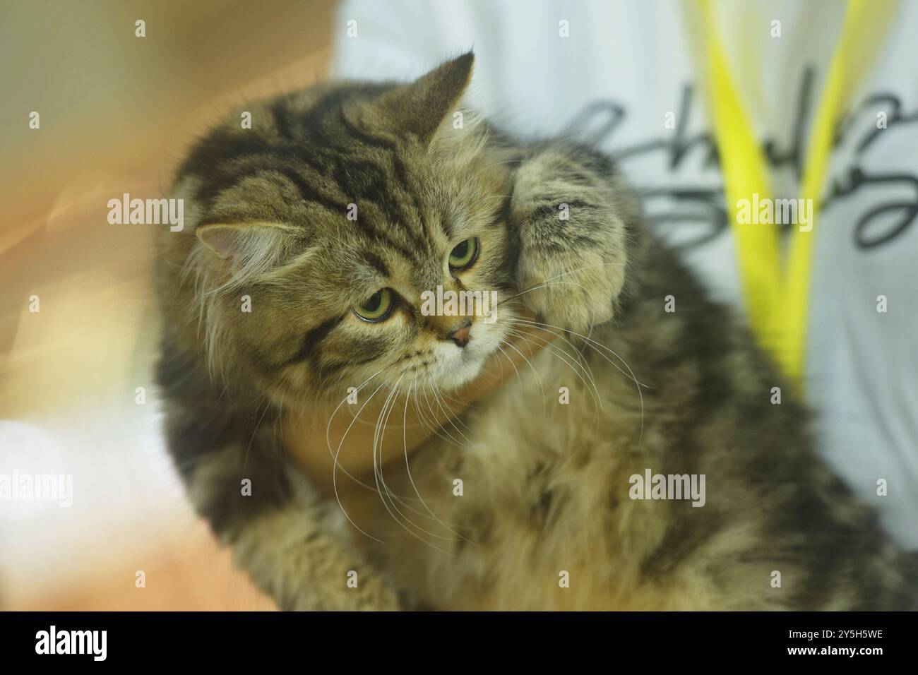 HANGZHOU, CHINA - SEPTEMBER 22, 2024 - Purebred cats compete at the ...