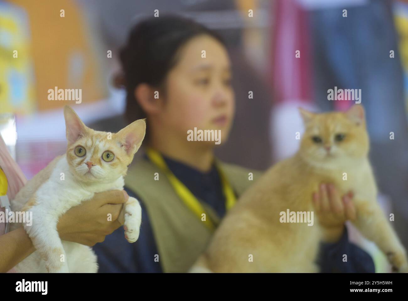 HANGZHOU, CHINA - SEPTEMBER 22, 2024 - Purebred cats compete at the ...