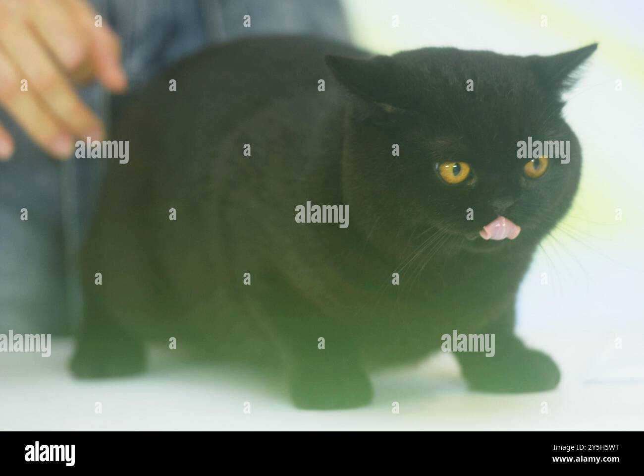 HANGZHOU, CHINA - SEPTEMBER 22, 2024 - Purebred cats compete at the ...