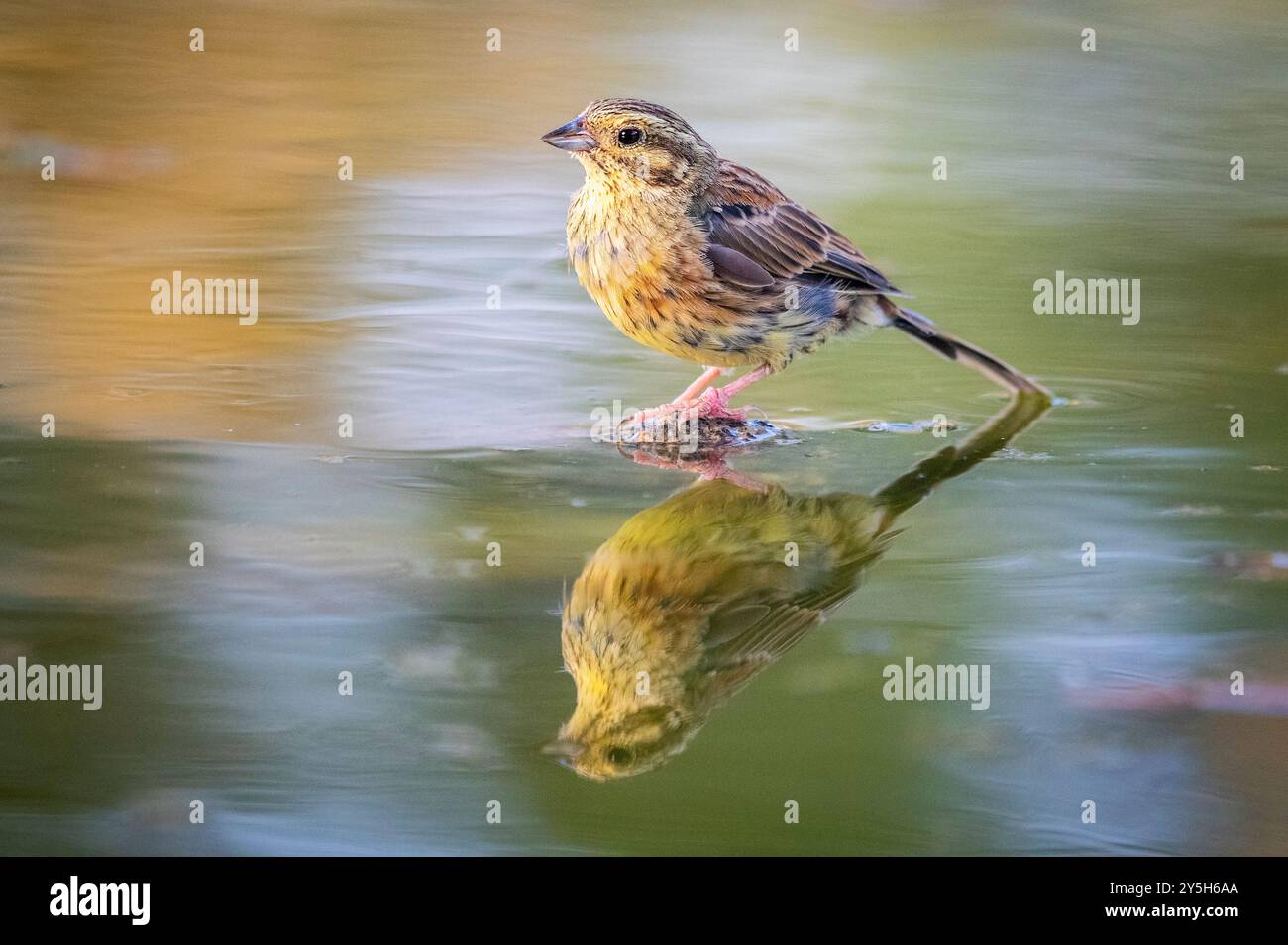 Bird drinking water winter hi-res stock photography and images - Alamy