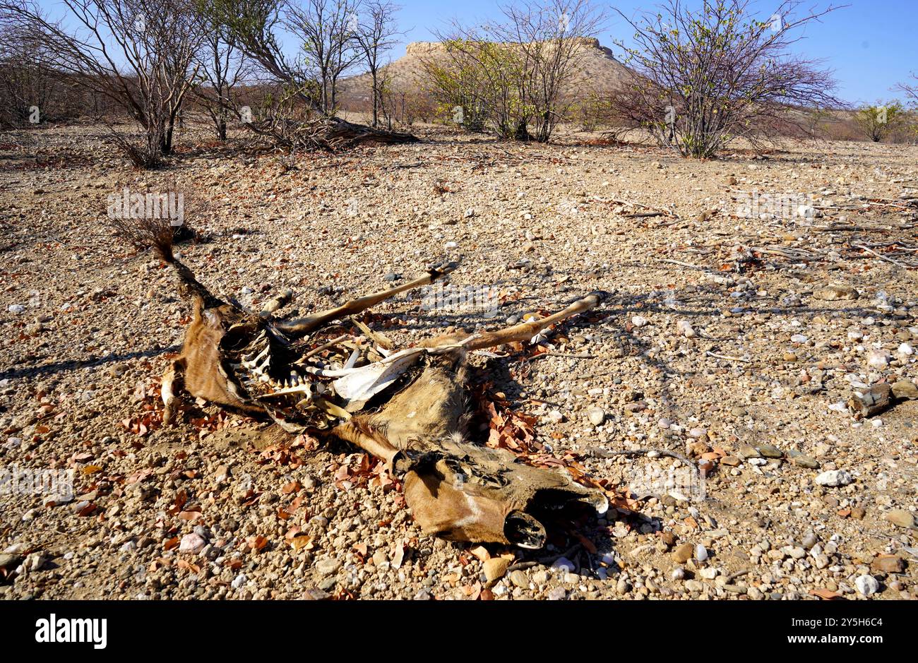 Wild animal carcass after a drought, africa Stock Photo - Alamy