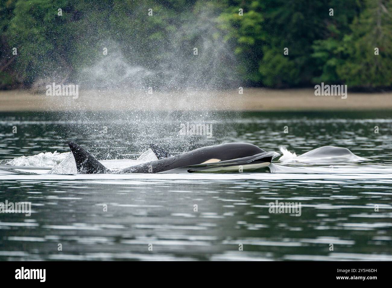 Orca profile hi-res stock photography and images - Alamy