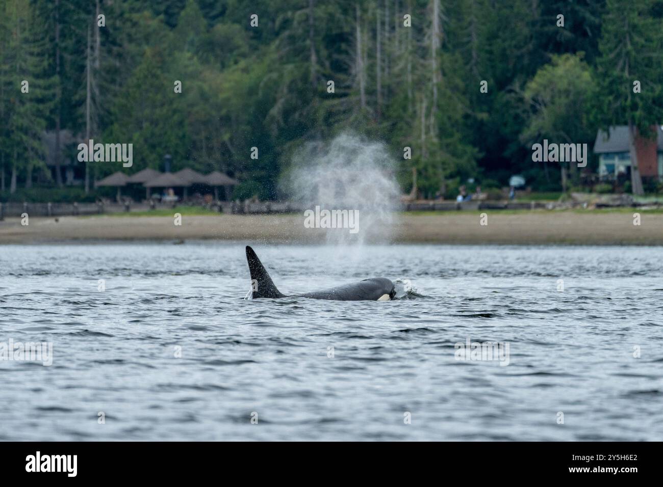 Orca rises out of the choppy water to spout in front of a beach on the ...