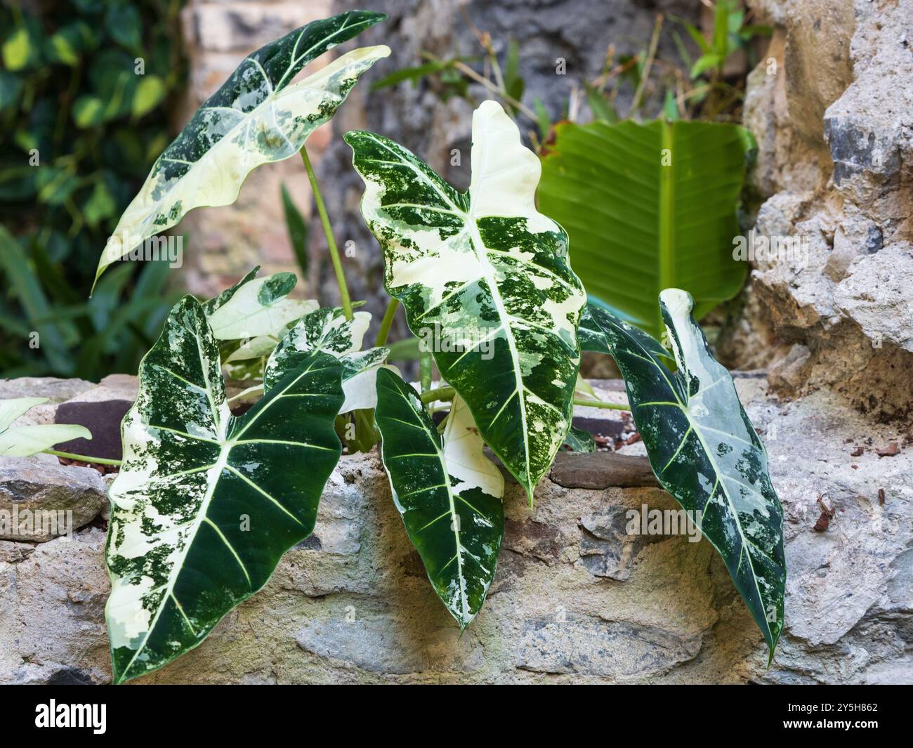 Variegated frydek hi-res stock photography and images - Alamy