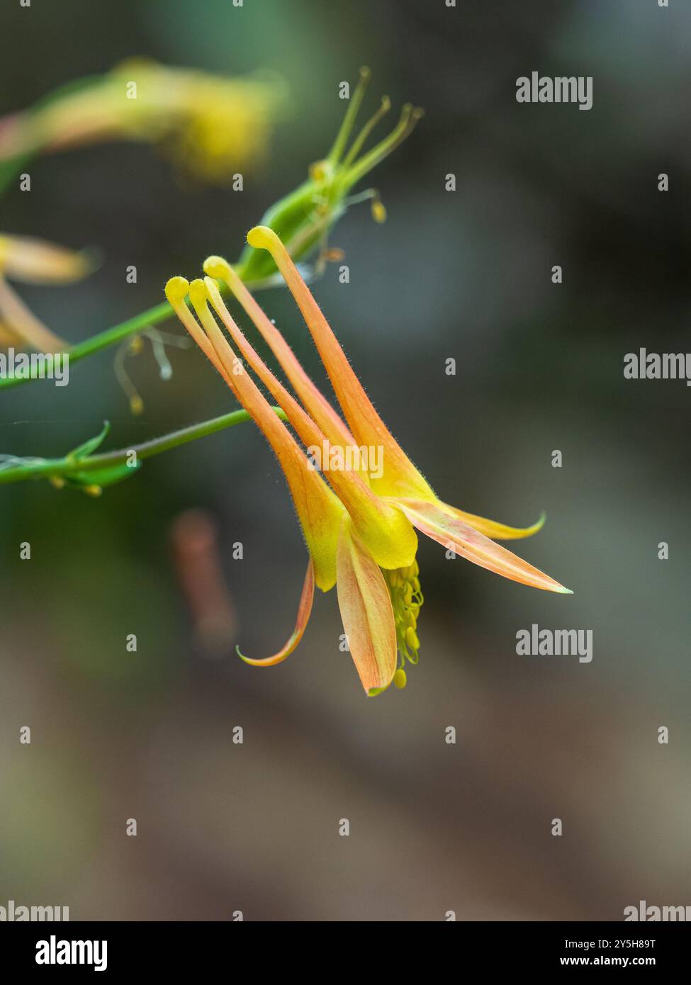 Nodding red and yellow flowers of the hardy perennial Western columbine ...