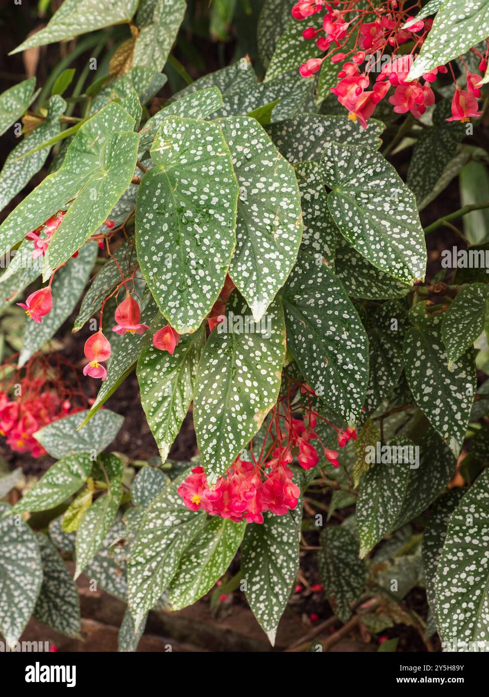 Large silver spotted leaves and red summer flowers of the tender ...