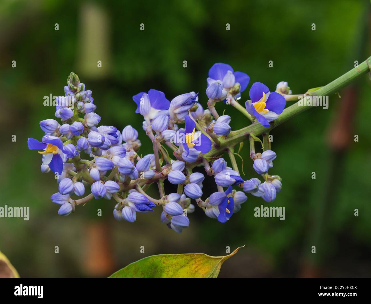 Blue flowers is the infloresence of the tender perennial greenhouse ...