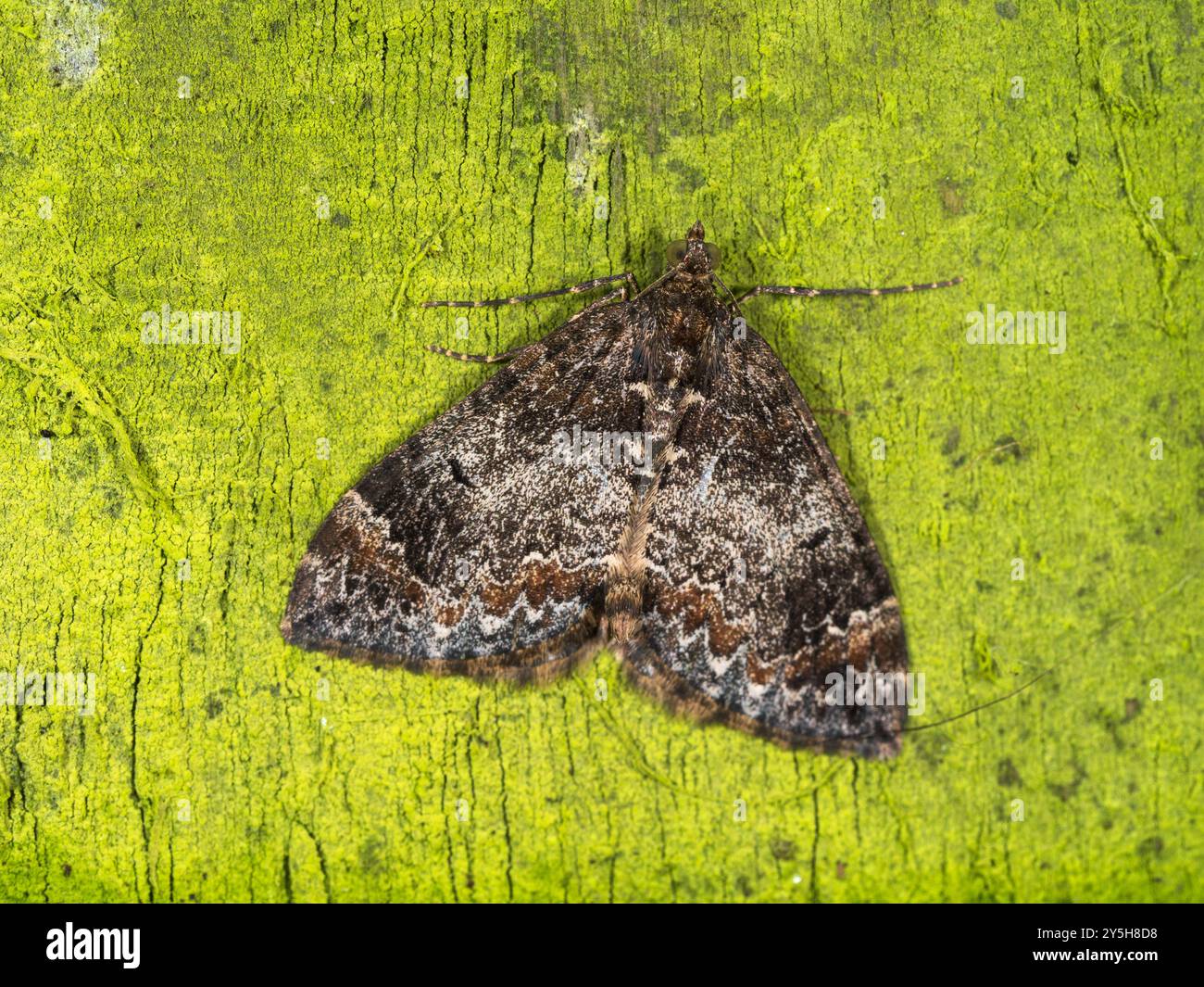 Colour morph of the Common Marbled Carpet UK moth, Dysstroma truncata ...