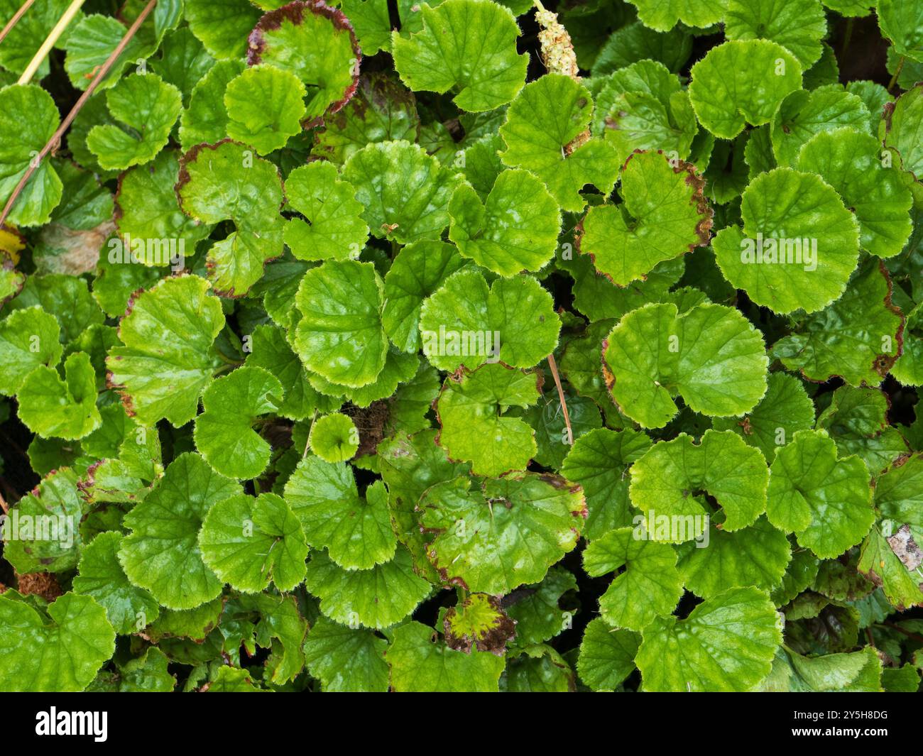 Rounded foliage of the New Zealand endemic Gunnera densiflora, a ...