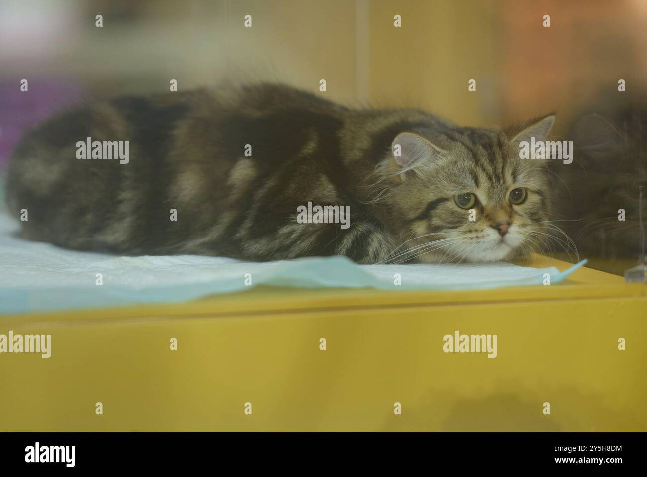 Hangzhou, China. 22nd Sep, 2024. HANGZHOU, CHINA - SEPTEMBER 22, 2024 ...