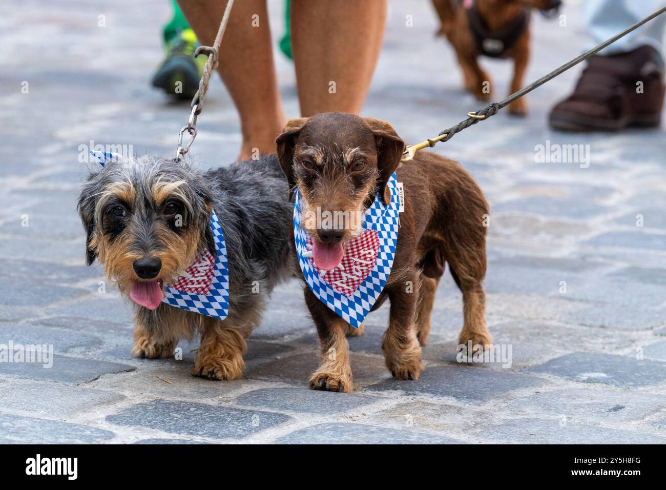 Regensburg, Germany. 22nd Sep, 2024. Two dachshunds take part in the ...