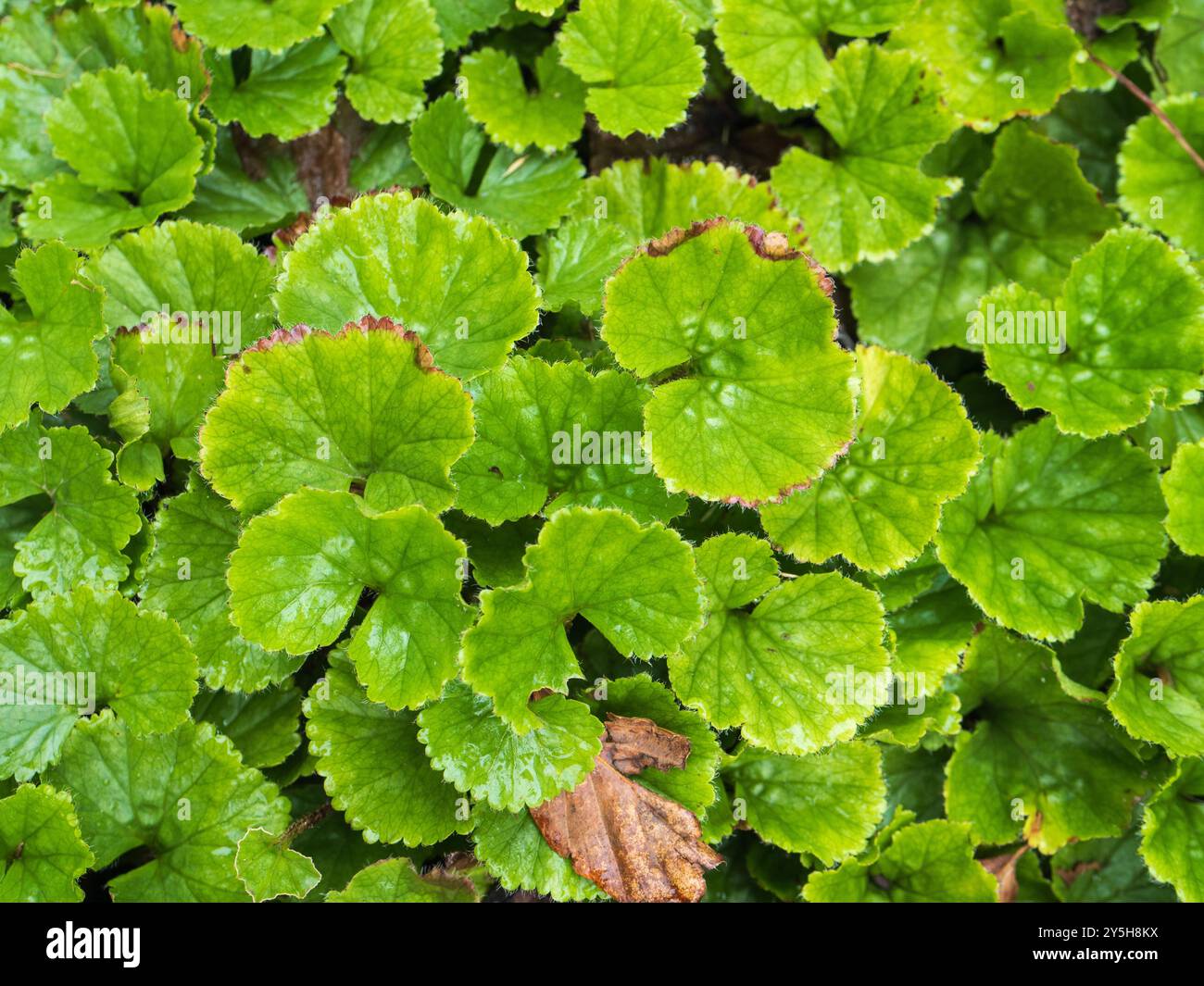 Rounded foliage of the New Zealand endemic Gunnera densiflora, a ...