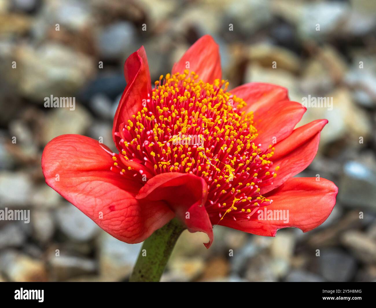 Stamen filled fower of the South african blood lily, Haemanthus ...