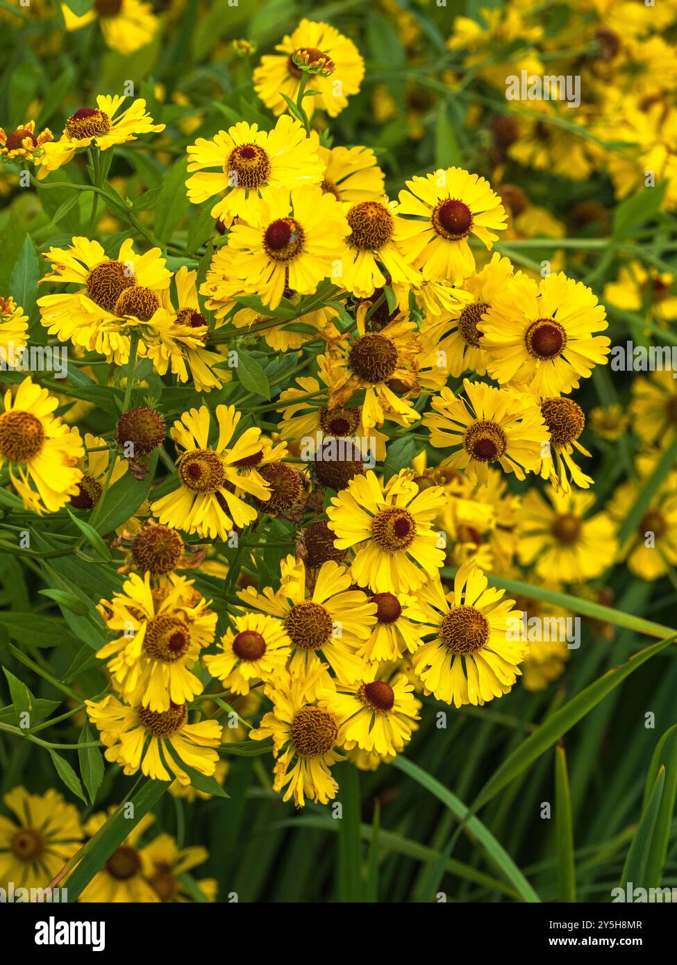 Yellow flowers of the late summer to autumn flowering hardy perennial ...