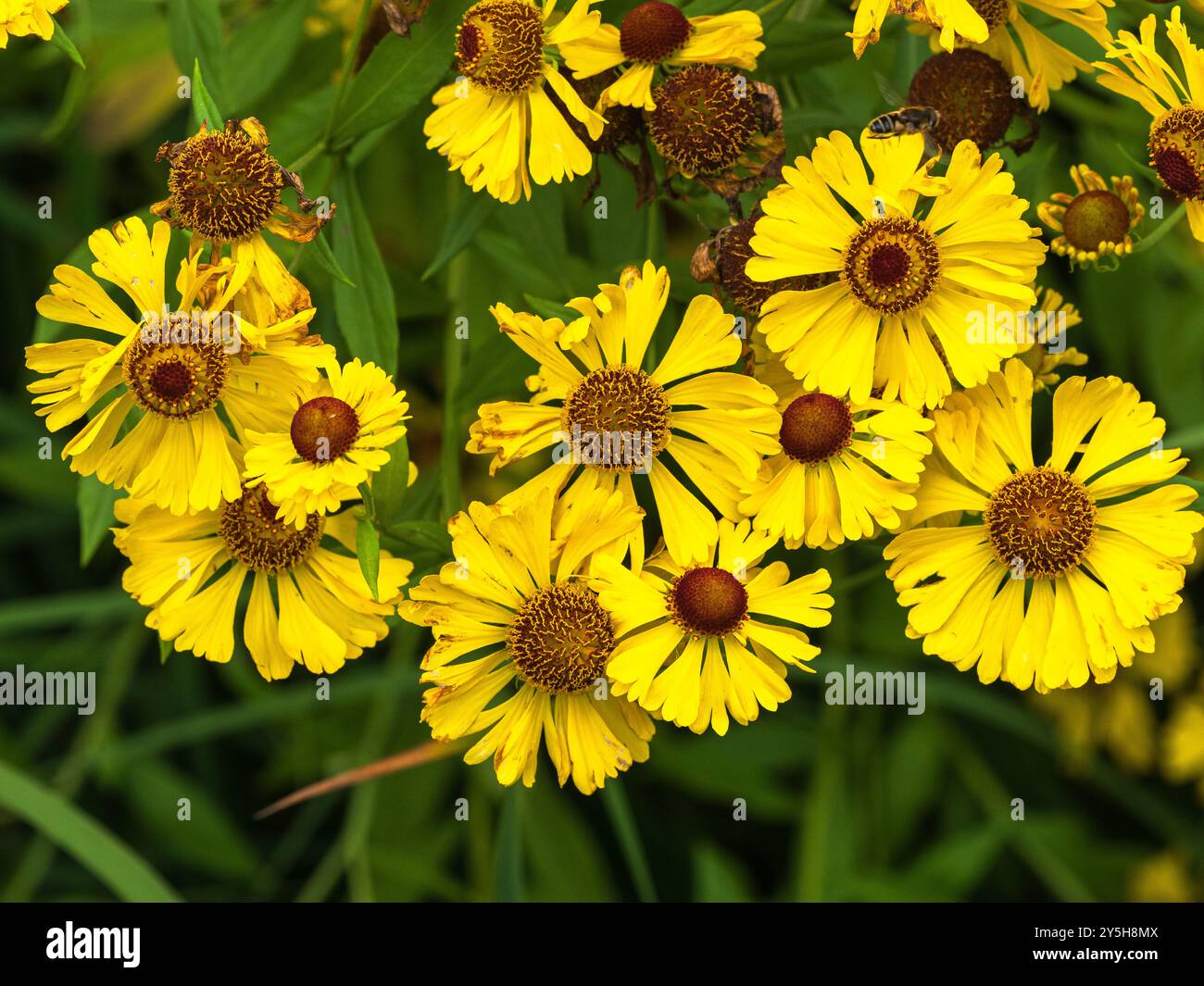 Yellow flowers of the late summer to autumn flowering hardy perennial ...