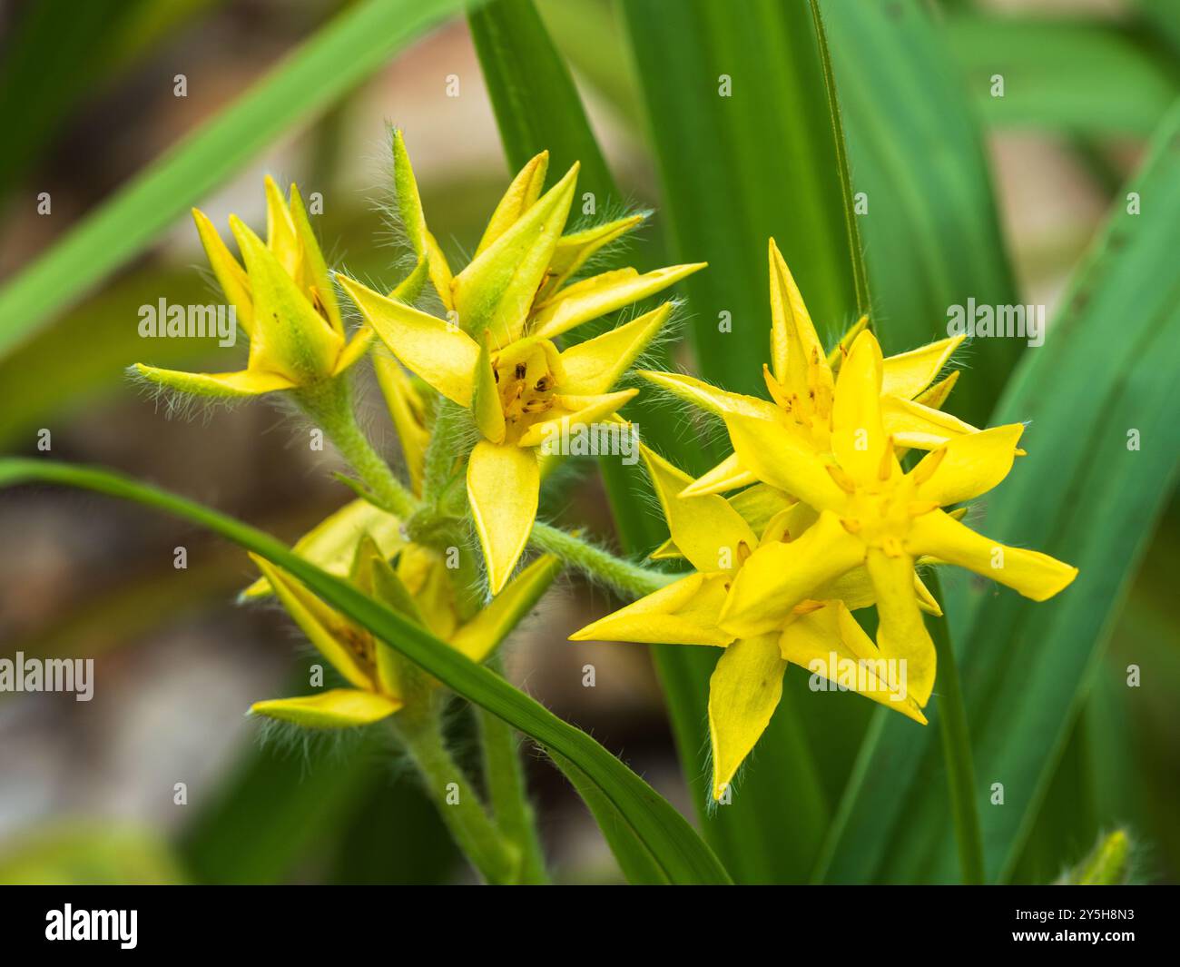 Star shaped late summer yellow flowers of the South African cormous ...