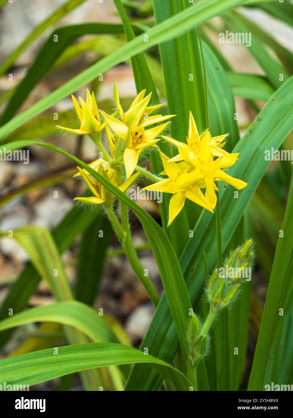 Star shaped late summer yellow flowers of the South African cormous ...