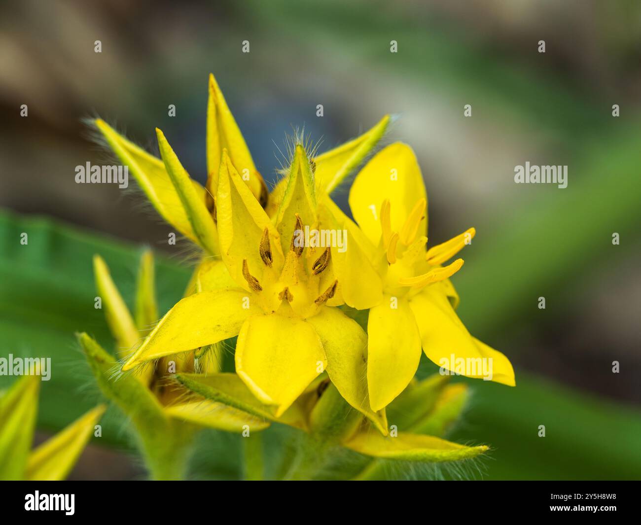 Star shaped late summer yellow flowers of the South African cormous ...