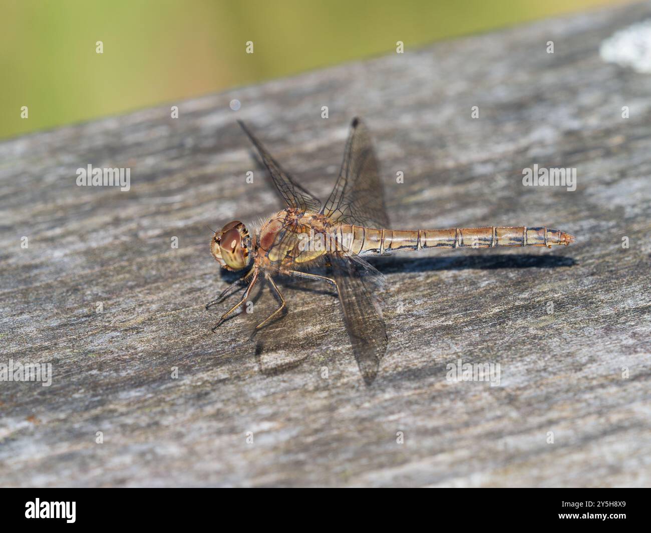 Adult female UK common darter dragonfly, Sympetrum striolatum, in ...