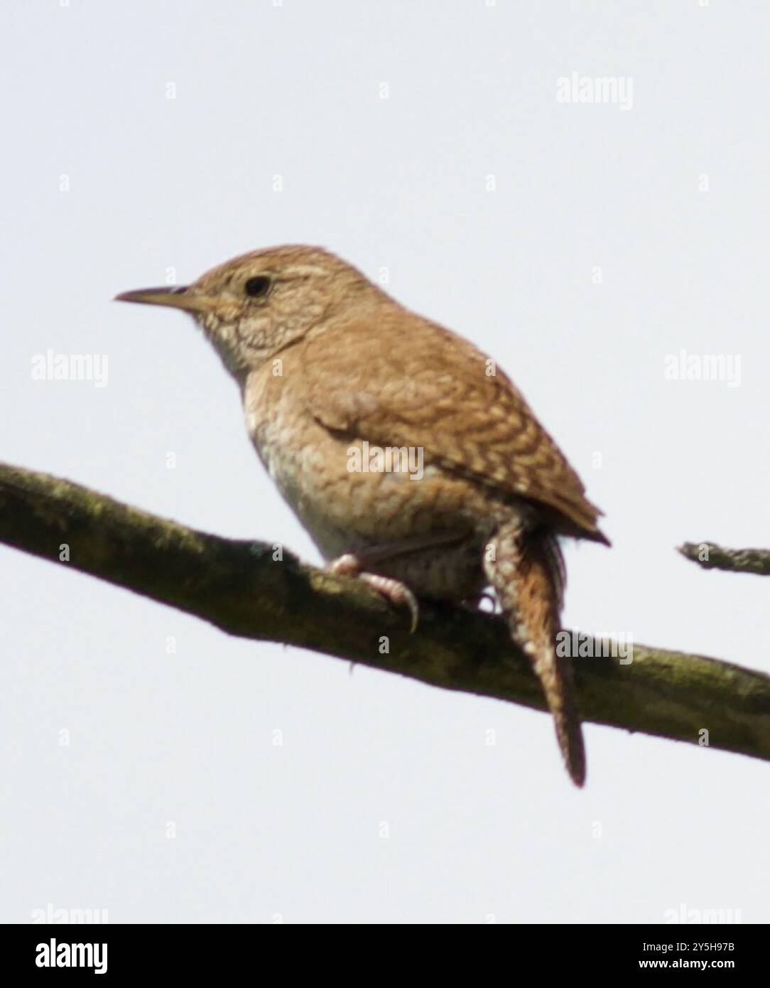 House Wren (Troglodytes aedon) Aves Stock Photo - Alamy