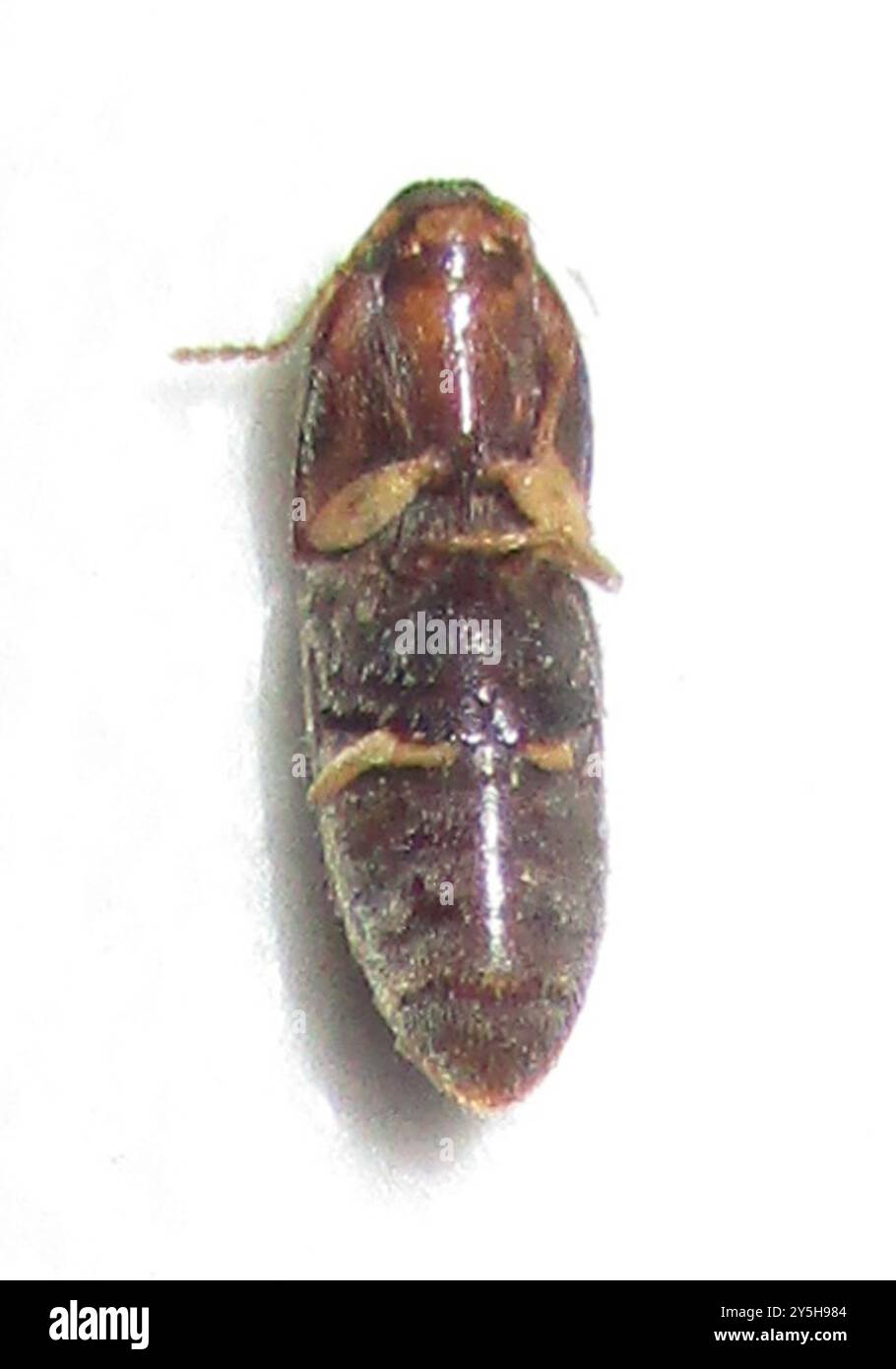 Click Beetles (Elateridae) Insecta Stock Photo - Alamy