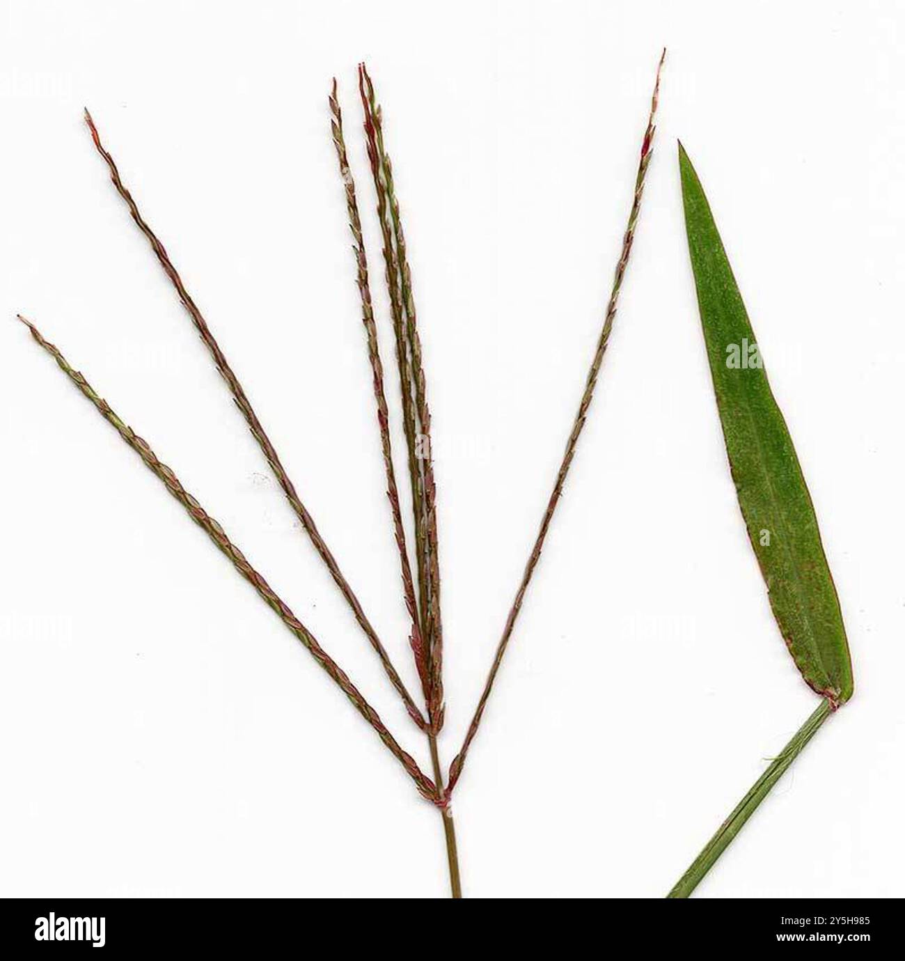 Hairy Crabgrass (Digitaria sanguinalis) Plantae Stock Photo - Alamy