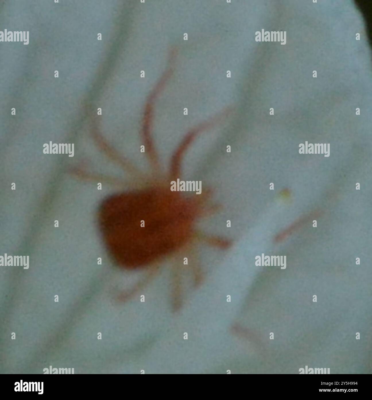 Spider Mites (Tetranychidae) Arachnida Stock Photo - Alamy