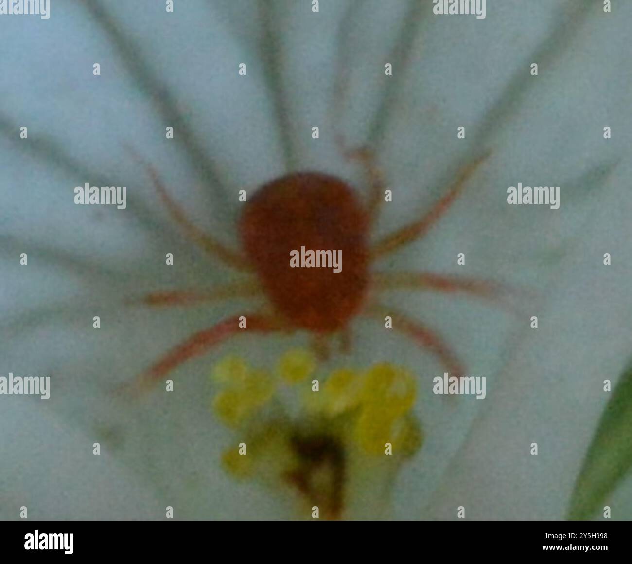 Spider Mites (Tetranychidae) Arachnida Stock Photo - Alamy