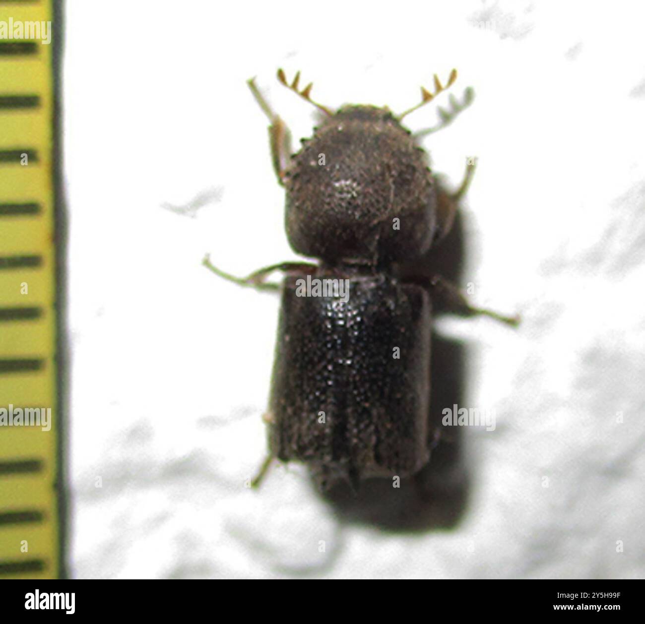 Auger Beetles (Bostrichidae) Insecta Stock Photo - Alamy