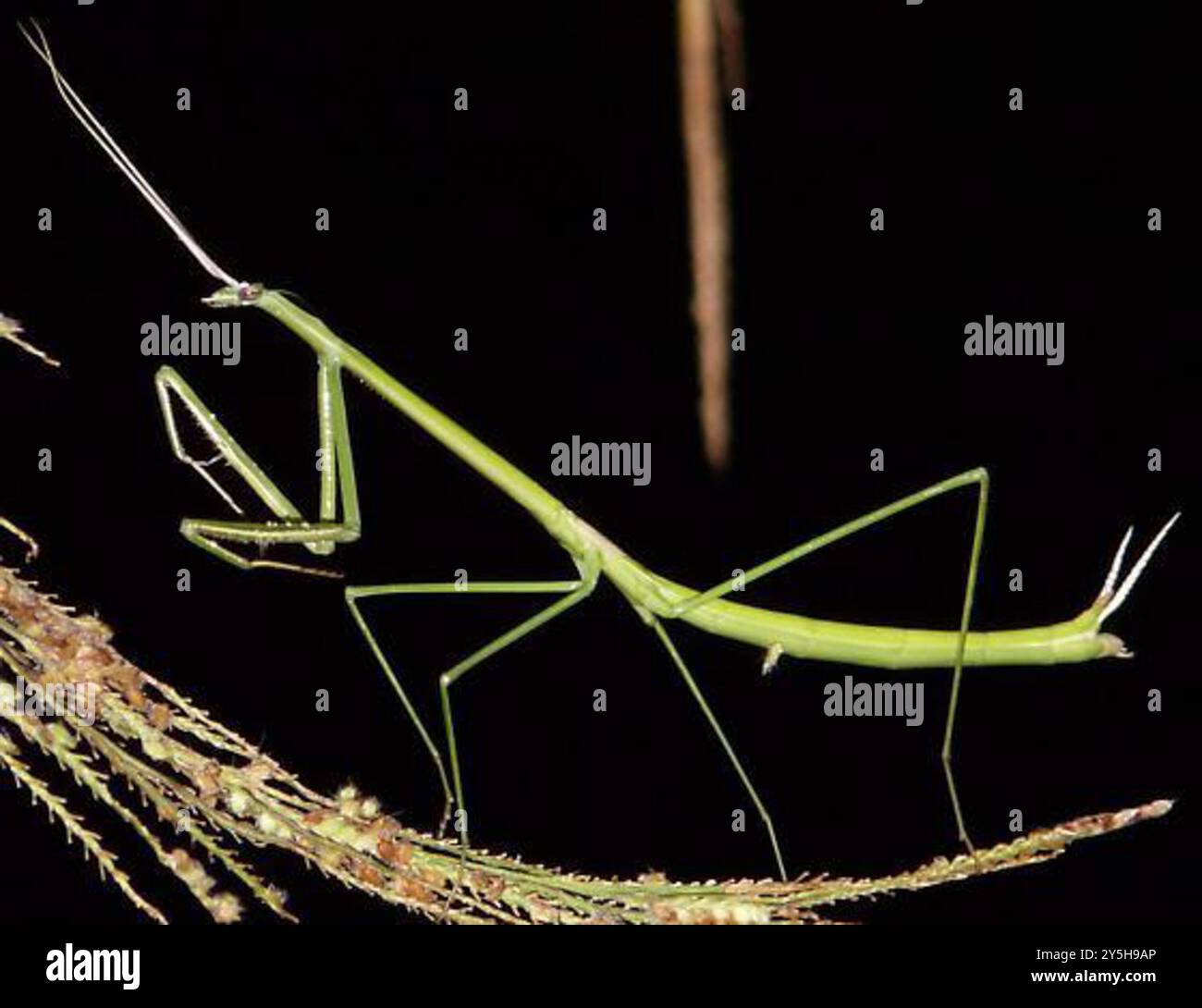 Northern Grass Mantis (Brunneria borealis) Insecta Stock Photo - Alamy