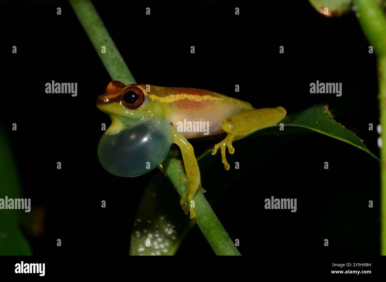Golden-eyed Reed Frog (Hyperolius ocellatus) Amphibia Stock Photo - Alamy