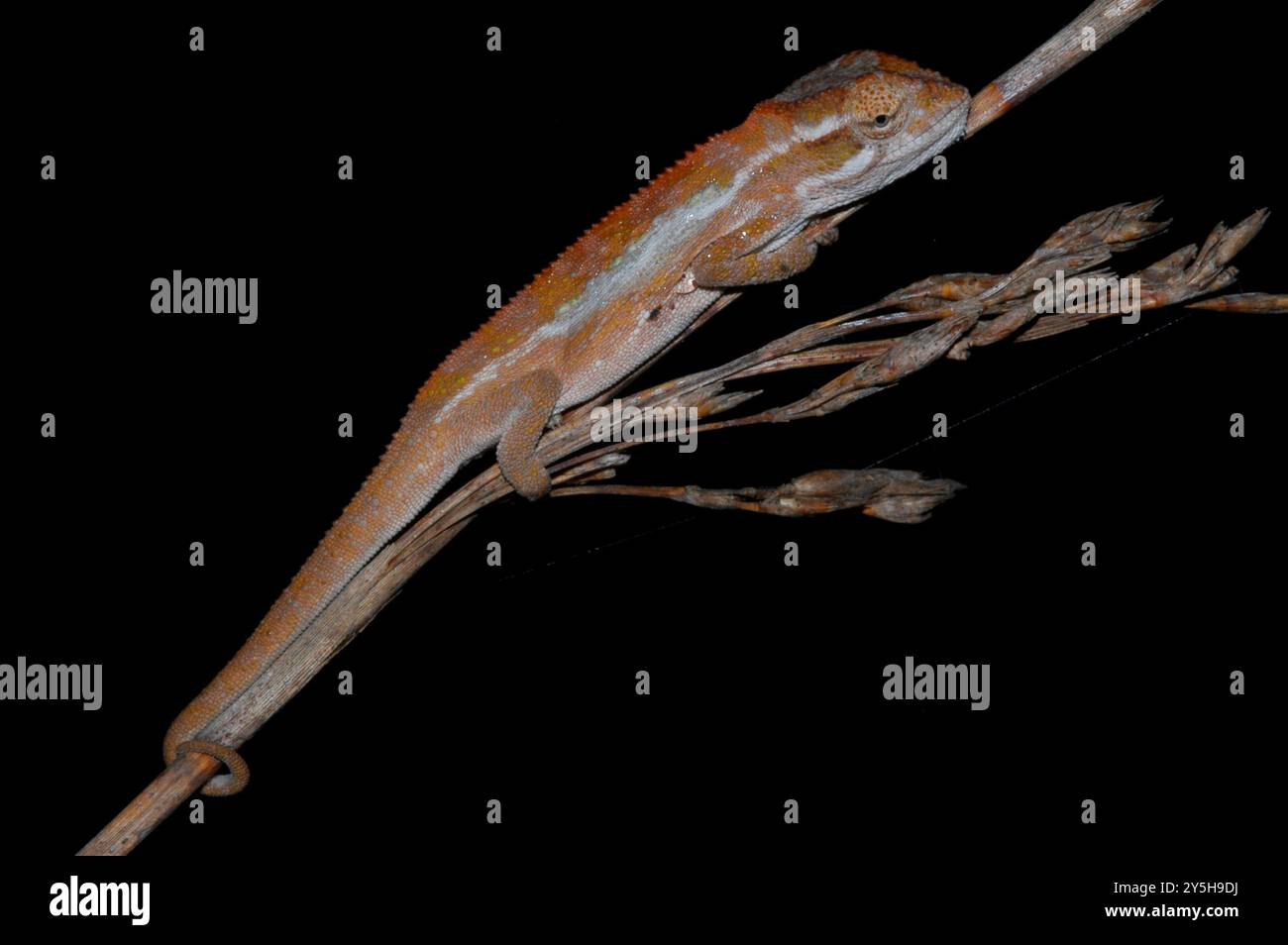 Smith's Dwarf Chamaeleon (Bradypodion taeniabronchum) Reptilia Stock ...