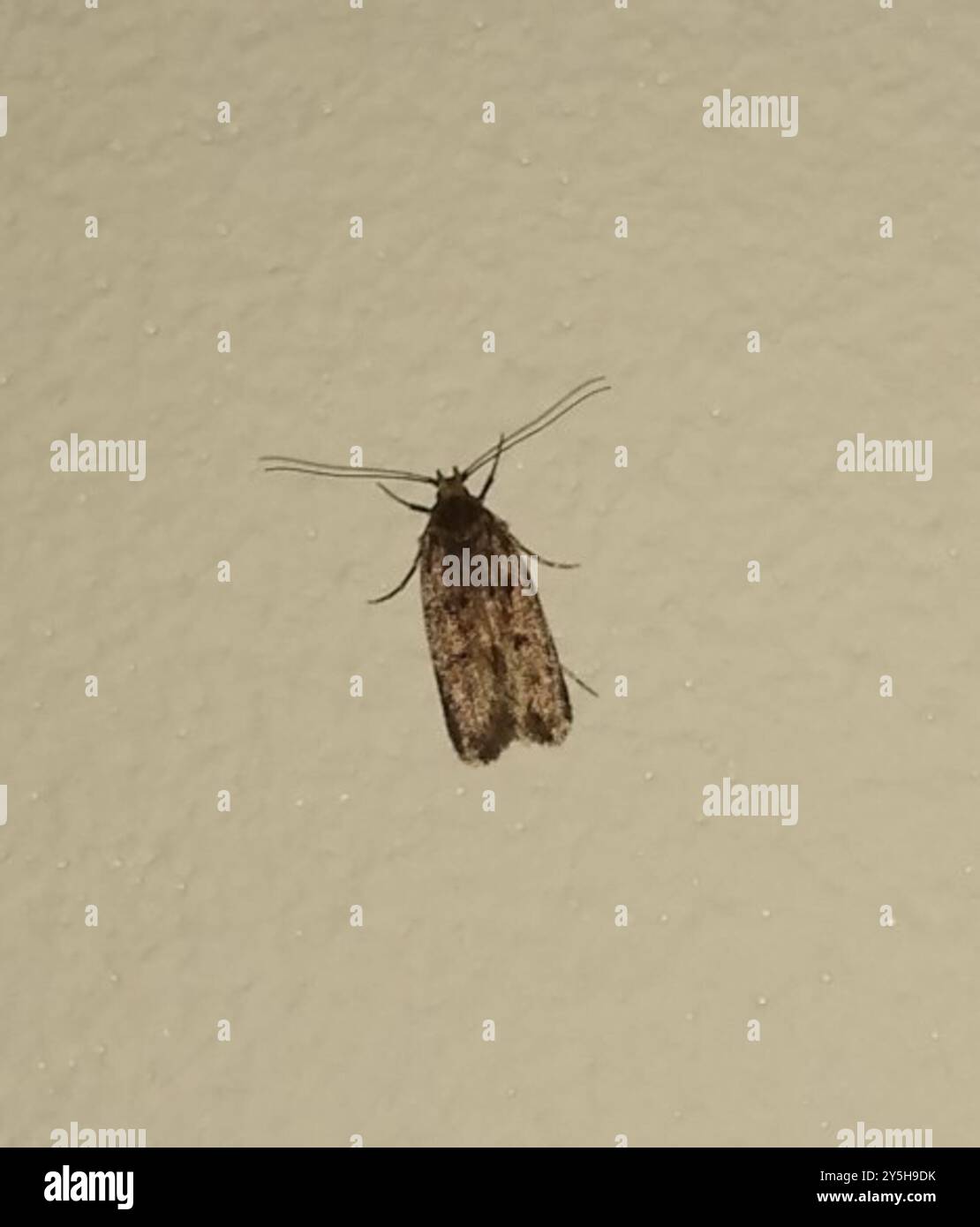 Brown House Moth (Hofmannophila pseudospretella) Insecta Stock Photo ...