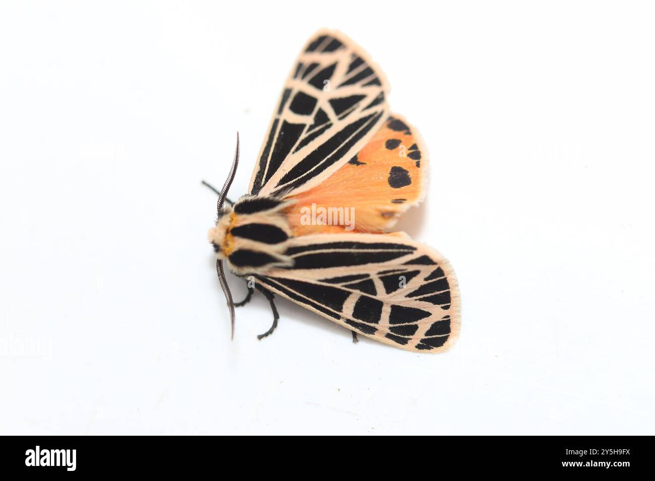 Parthenice Tiger Moth (Apantesis parthenice) Insecta Stock Photo - Alamy