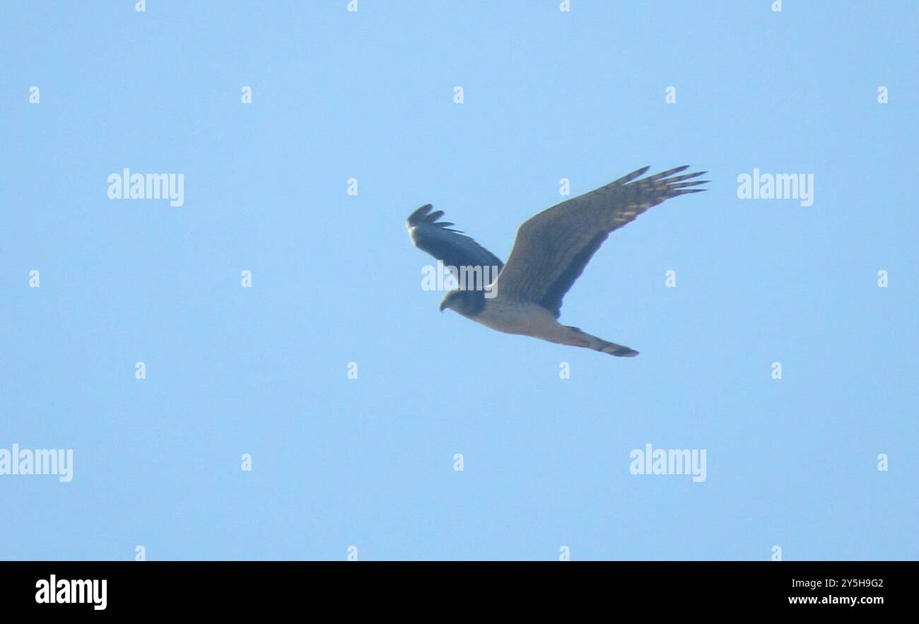 Long-winged Harrier (Circus buffoni) Aves Stock Photo - Alamy